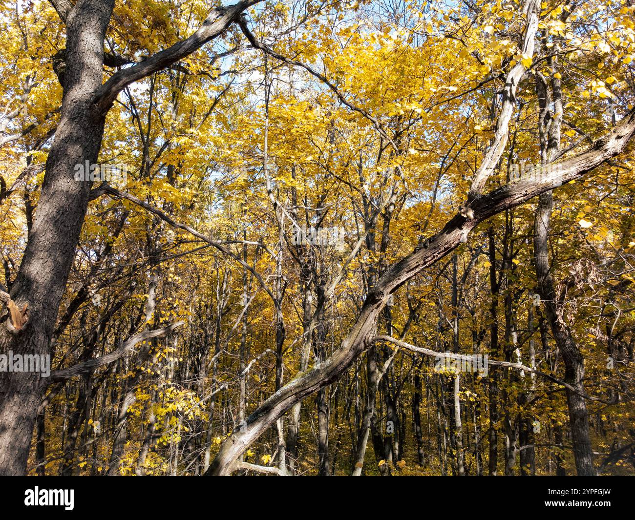 Sunny tree branches covered in golden autumn leaves, scenic fall forest ...