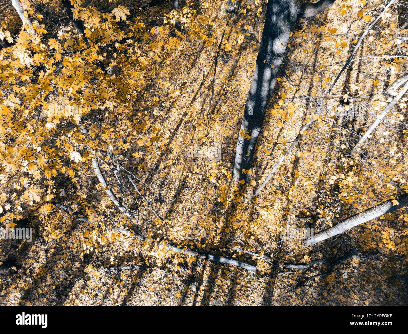 Autumn forest look down with tall trees and colorful fall leaves ...