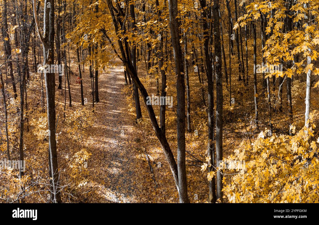 Sunshine forest path autumn hi-res stock photography and images - Alamy