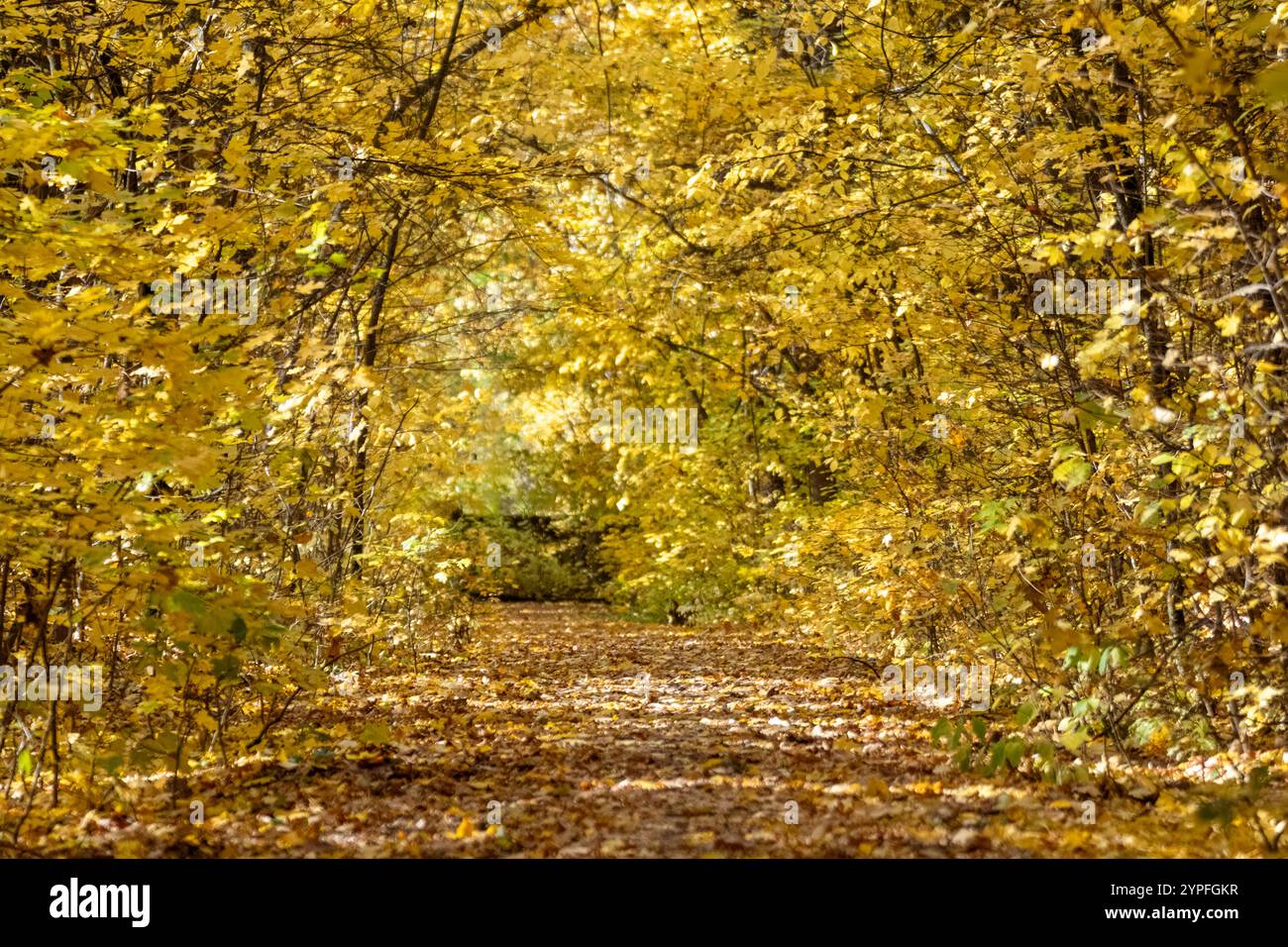 Autumn golden forest with trees tunnel and walking path in fallen leaves on sunny day Stock ...