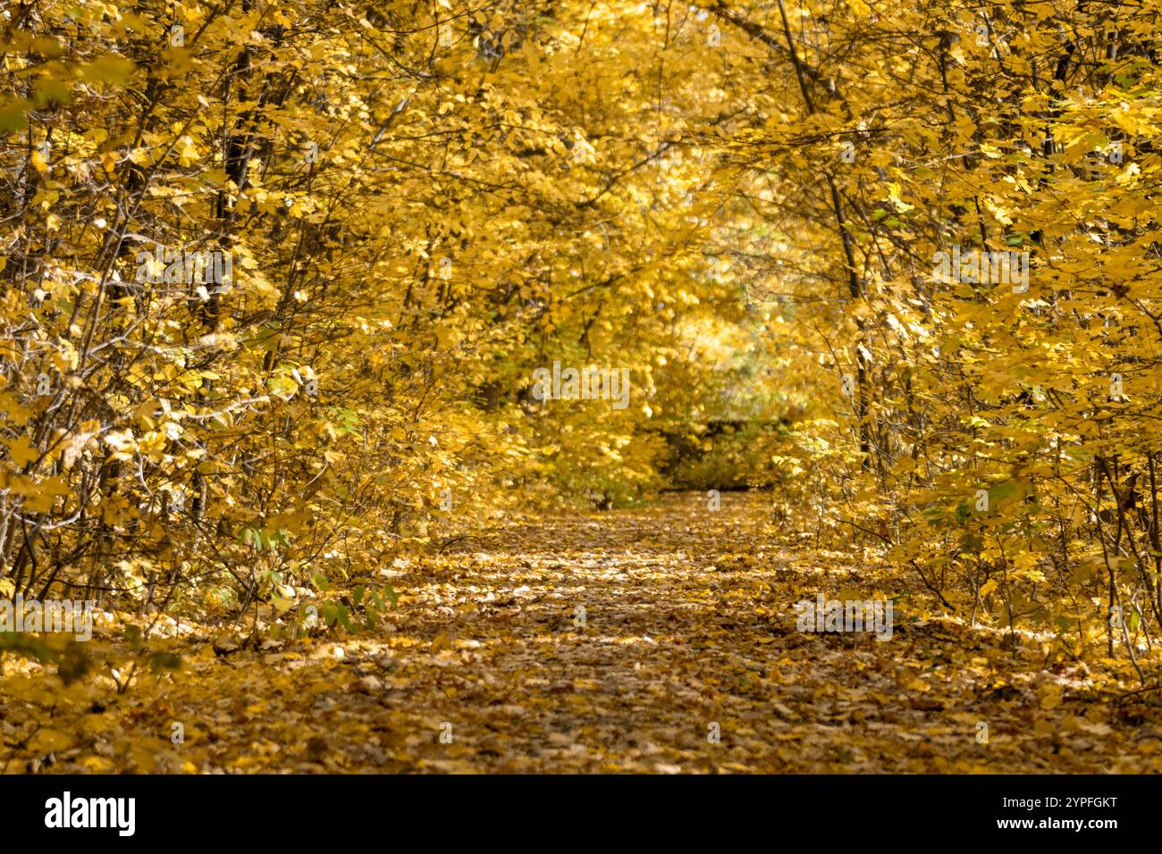 Autumn forest with colorful trees tunnel and walking path on sunny day ...
