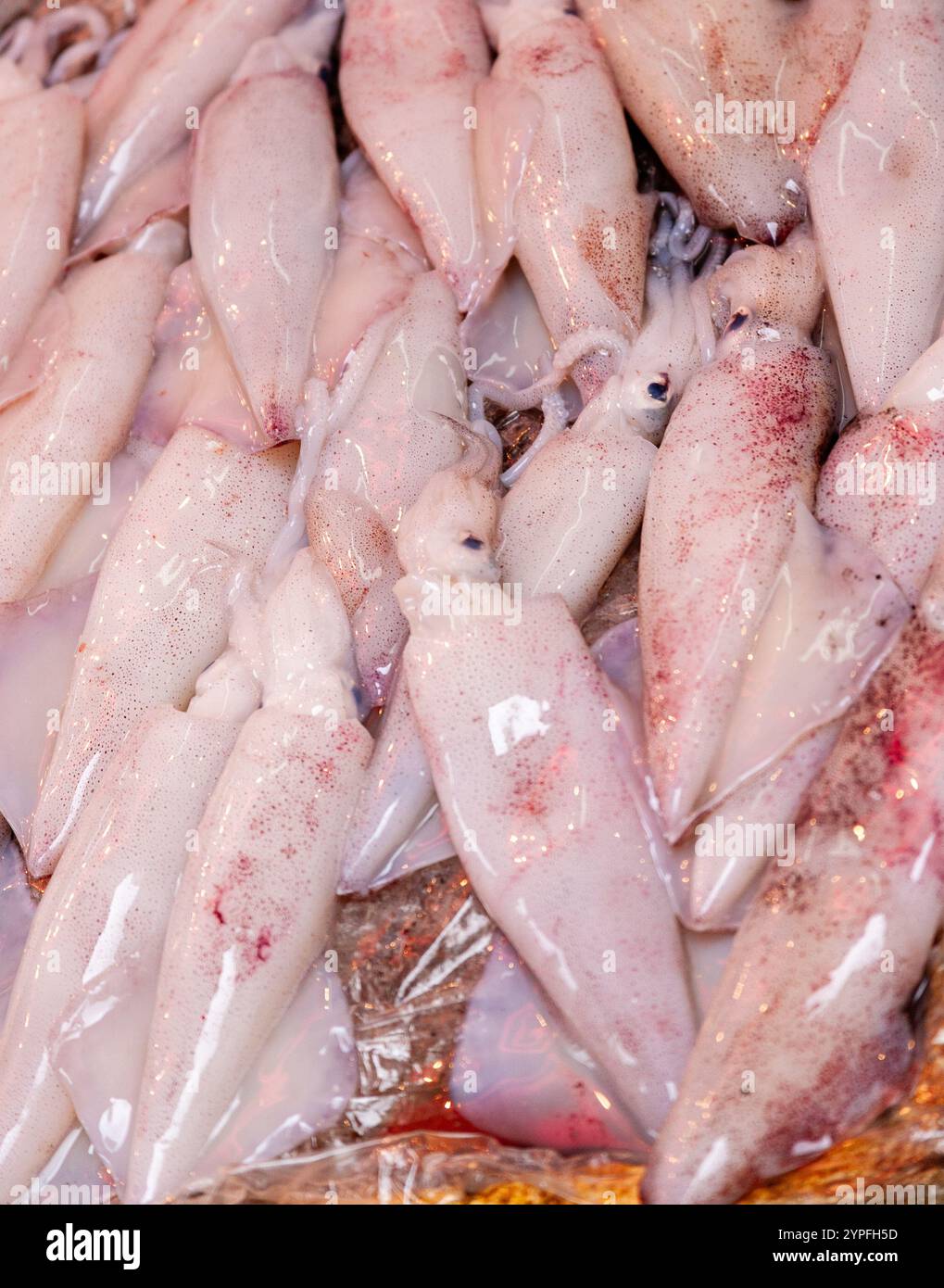 A squid is a mollusc with an elongated soft body, large eyes, eight ...