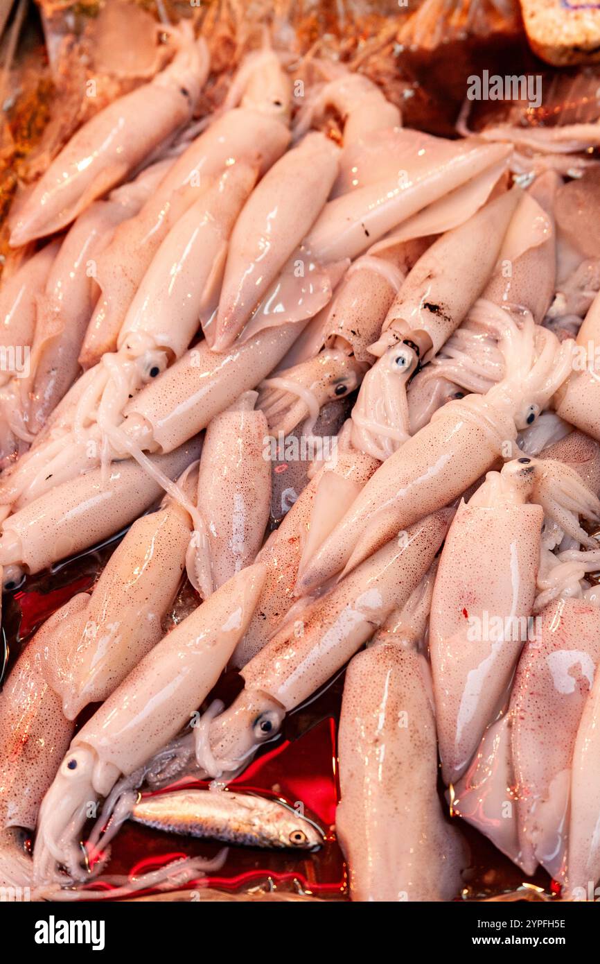 A squid is a mollusc with an elongated soft body, large eyes, eight ...