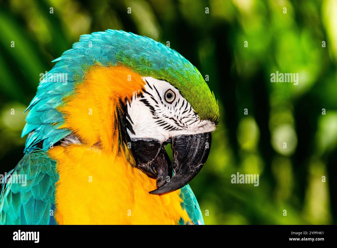 Macaws are known as the giants of the parrot world. The hyacinth macaw ...