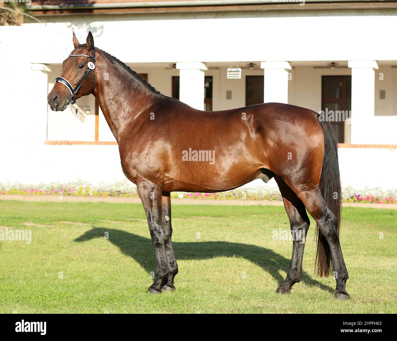 Beautiful brown colored stallion showing skills at rural animal farm on ...