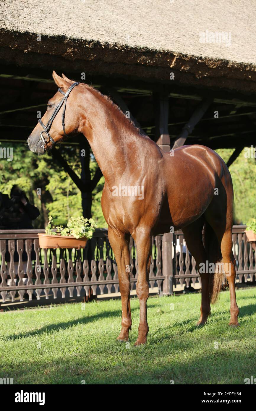 Beautiful brown colored stallion showing skills at rural animal farm on ...