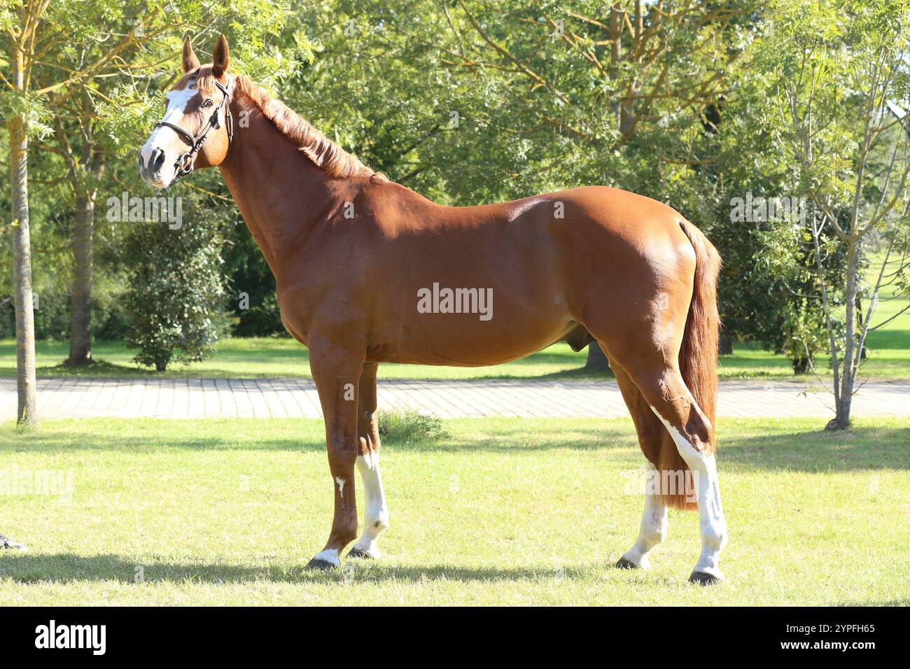 Beautiful brown colored stallion showing skills at rural animal farm on ...