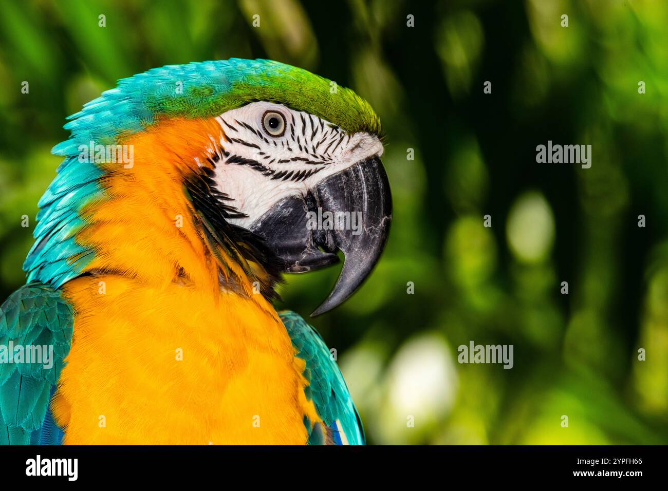 Macaws are known as the giants of the parrot world. The hyacinth macaw ...