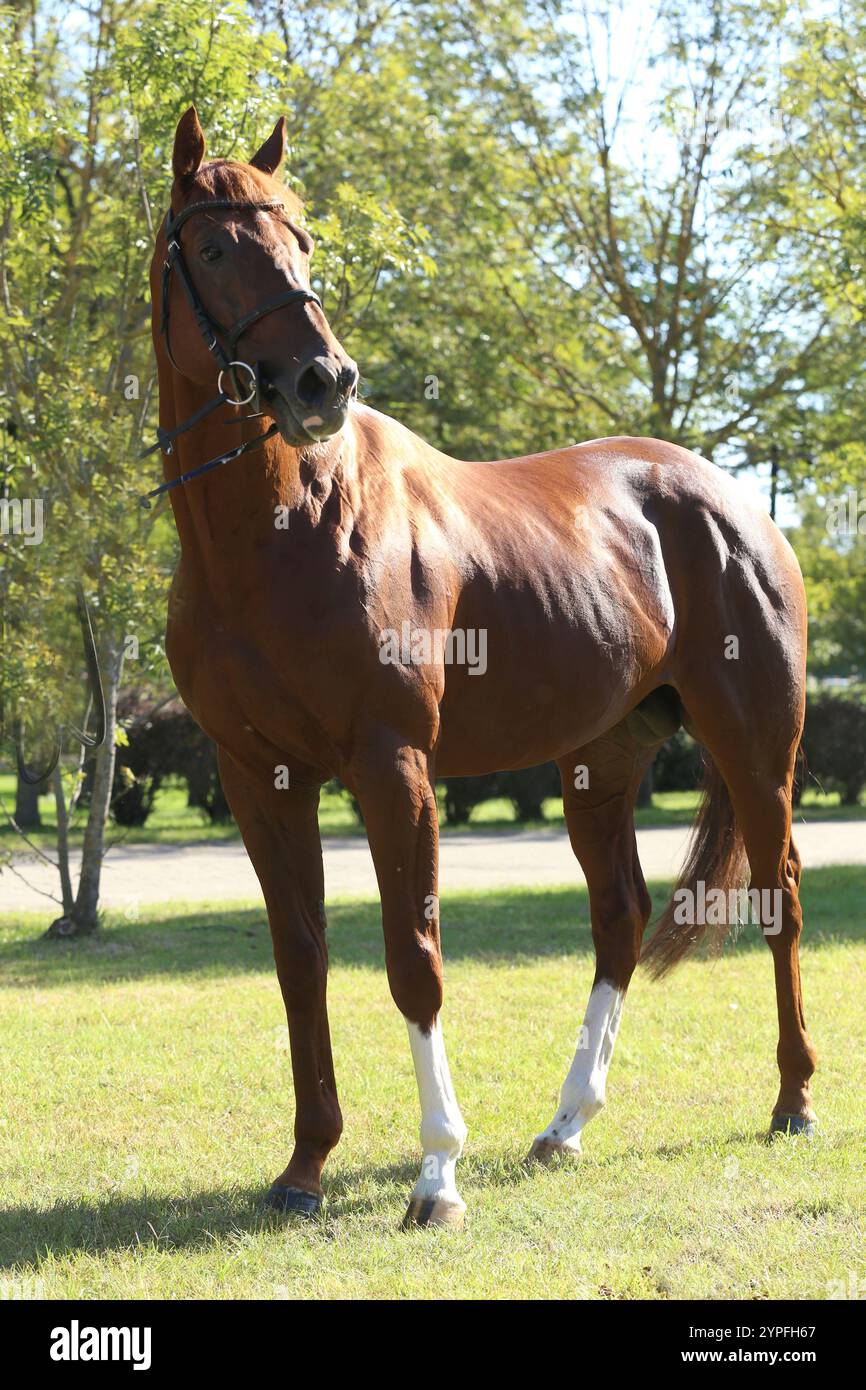 Beautiful brown colored stallion showing skills at rural animal farm on ...