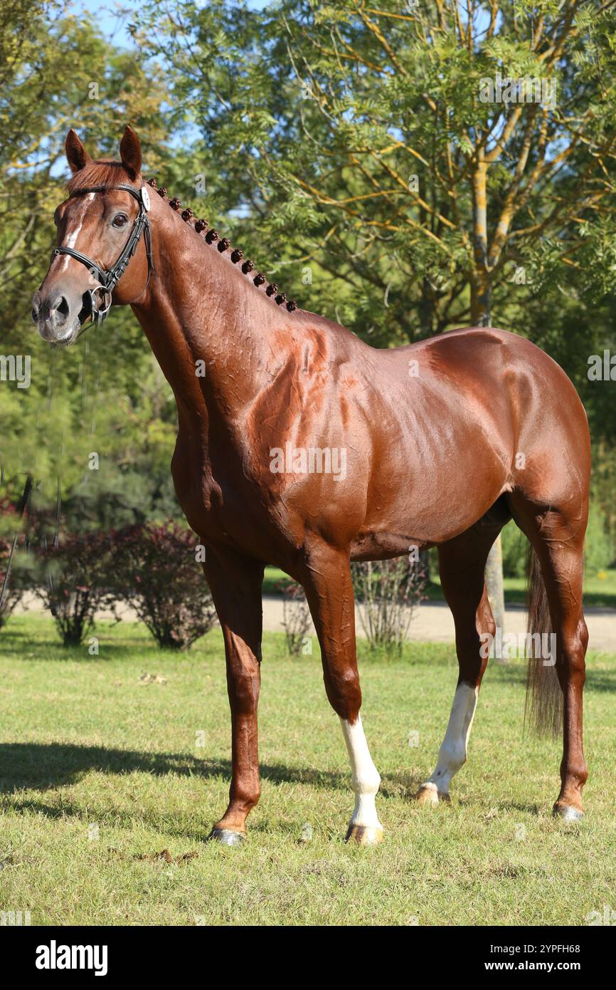 Beautiful brown colored stallion showing skills at rural animal farm on ...