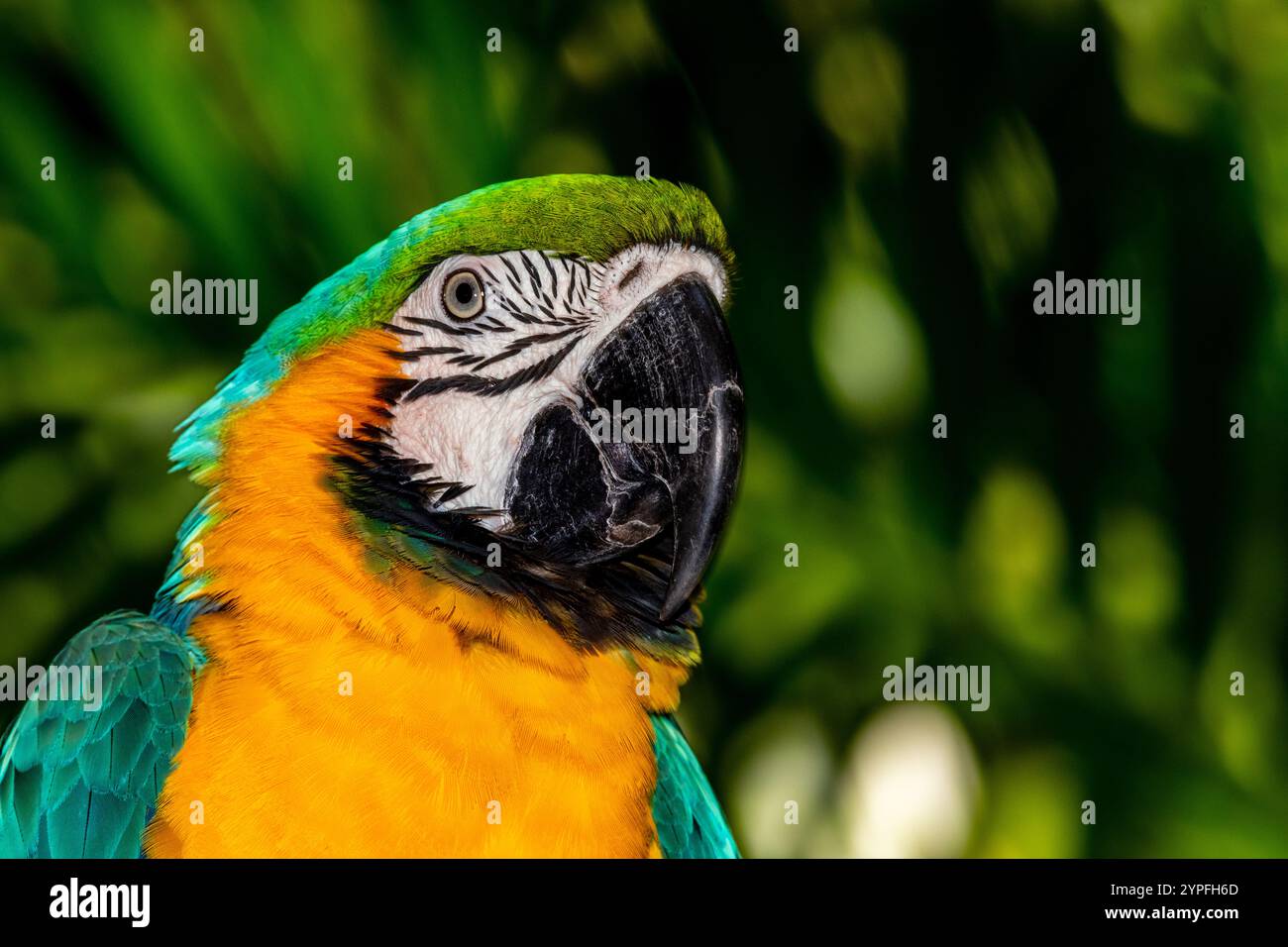 Macaws are known as the giants of the parrot world. The hyacinth macaw ...