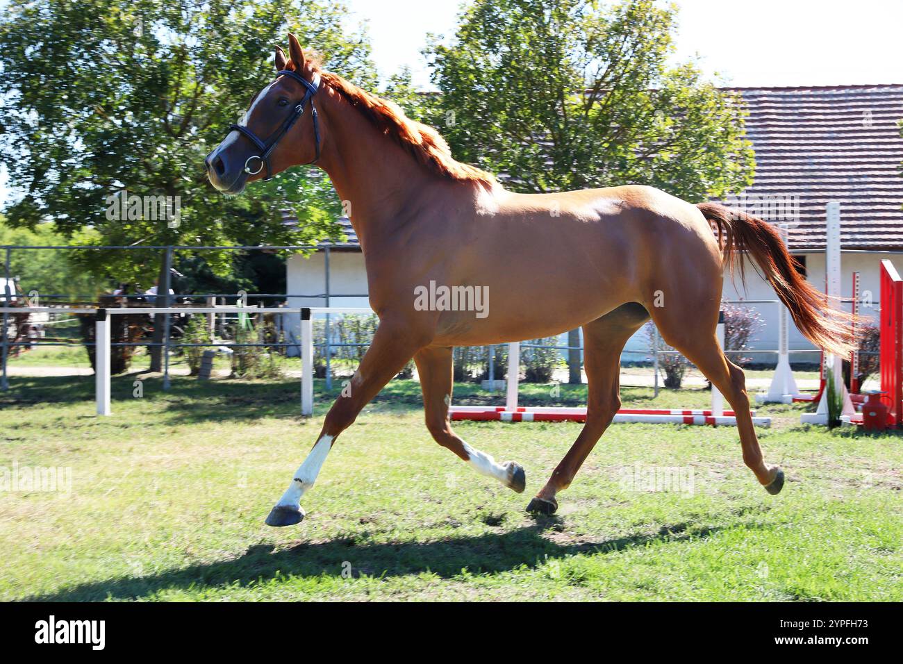 Beautiful brown colored stallion showing skills at rural animal farm on ...