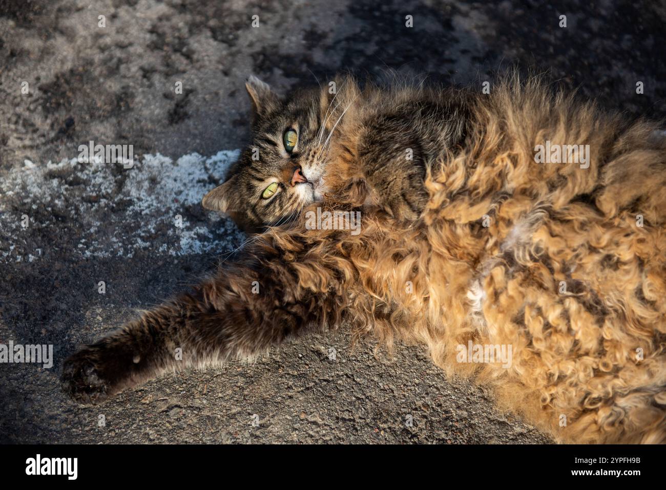 Fat fluffy cat lying on the road Stock Photo - Alamy
