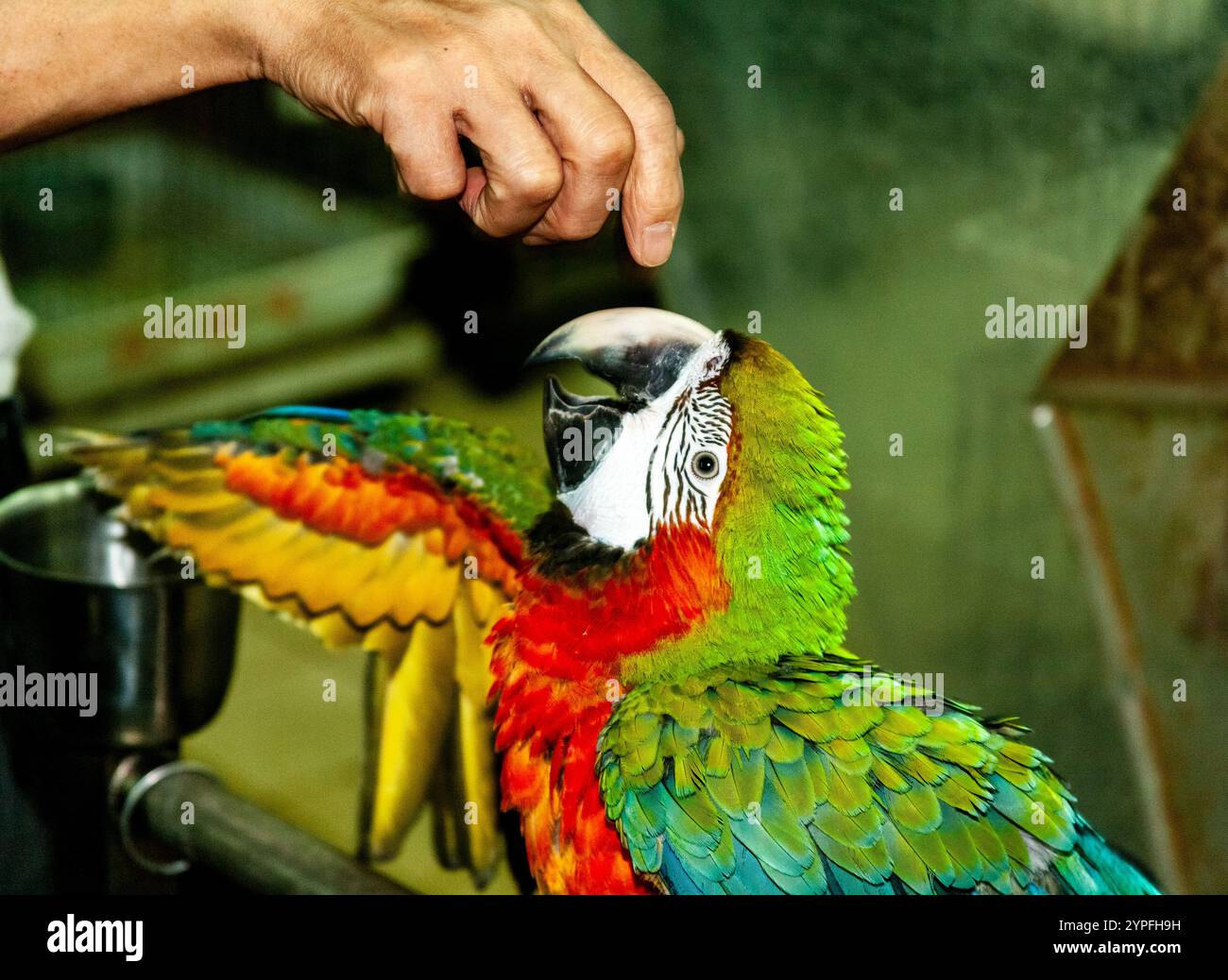 Macaws are known as the giants of the parrot world. The hyacinth macaw ...