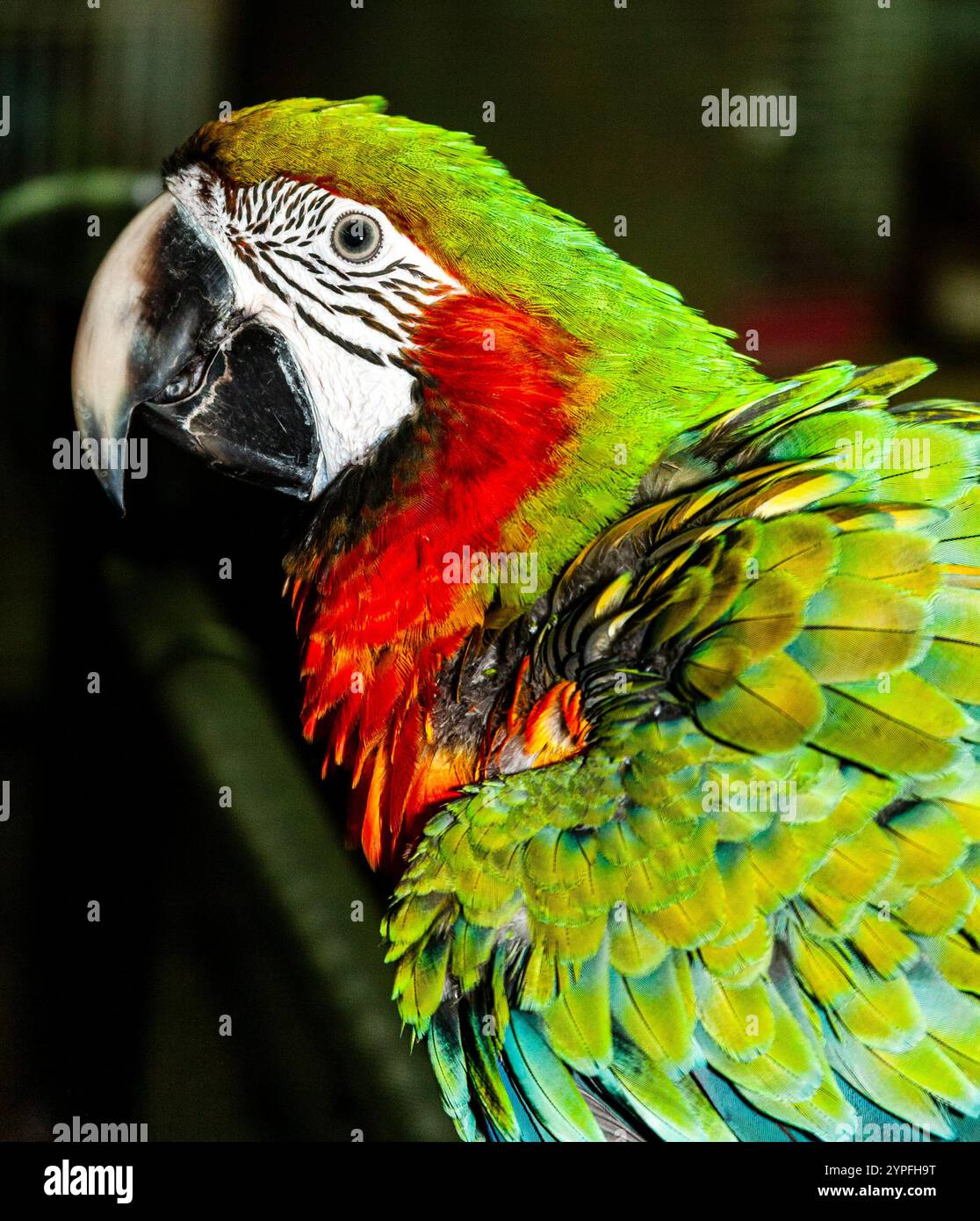 Macaws are known as the giants of the parrot world. The hyacinth macaw ...