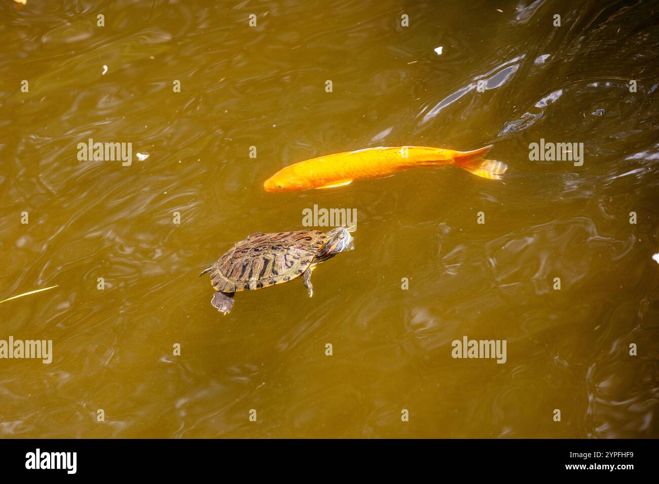 Koi are the colored variants of carp kept for ornamental purposes ...