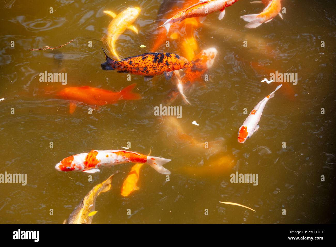 Koi are the colored variants of carp kept for ornamental purposes ...