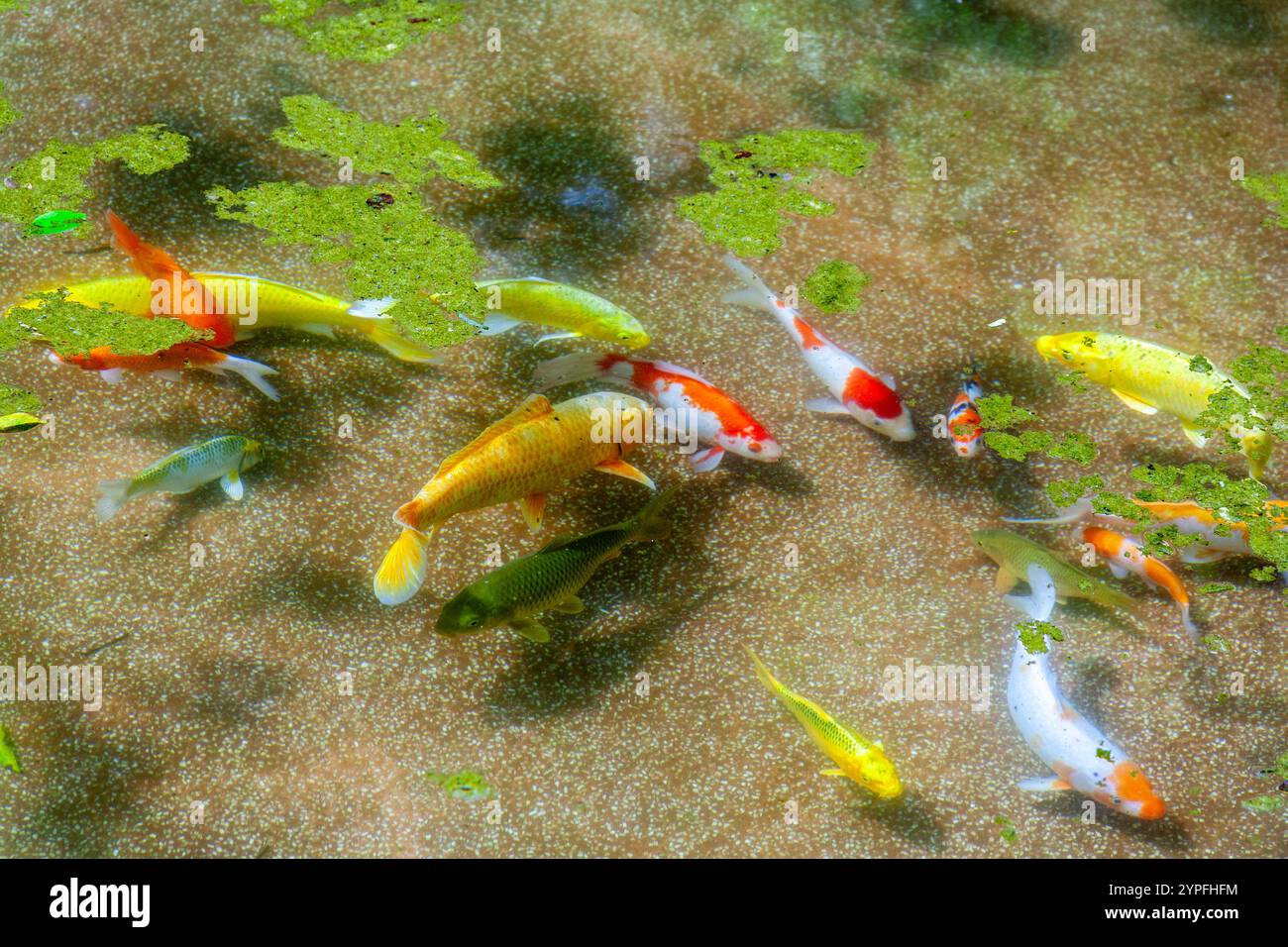 Koi are the colored variants of carp kept for ornamental purposes ...