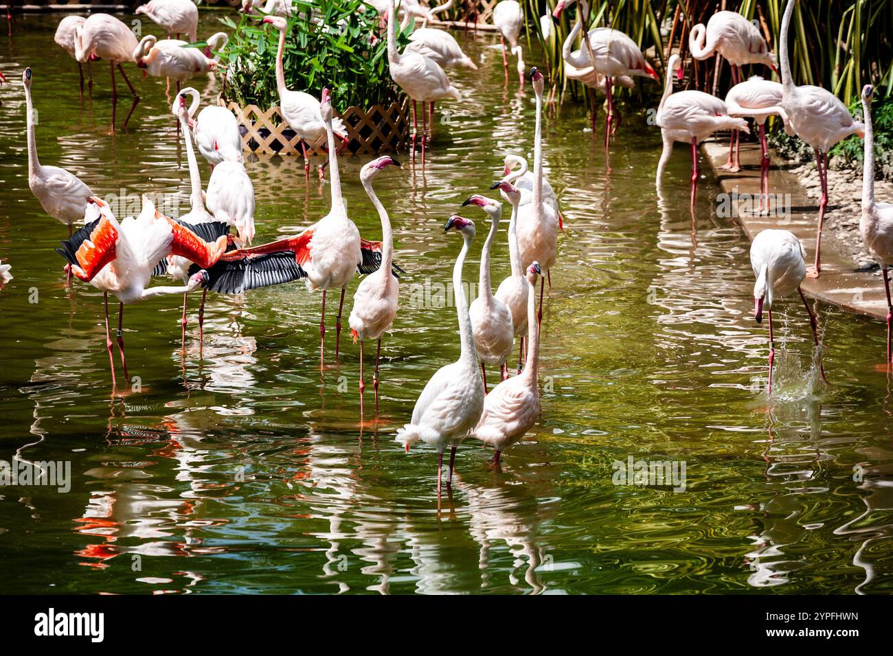 Flamingos or flamingoes are a type of wading bird in the family ...