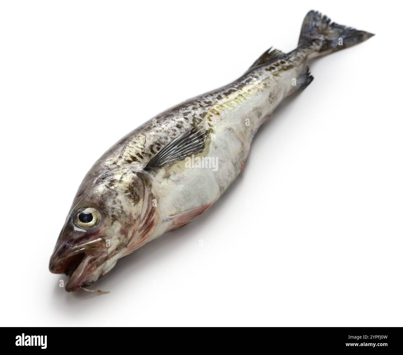 Alaska pollock isolated on white background Stock Photo - Alamy