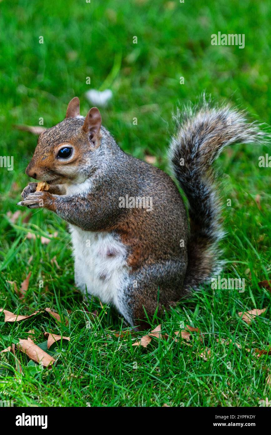Squirrels are members of the family Sciuridae The squirrel family ...