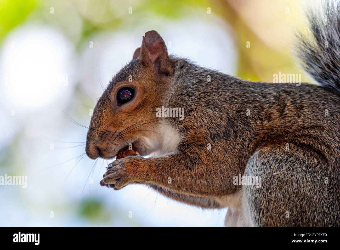 Squirrels are members of the family Sciuridae The squirrel family ...