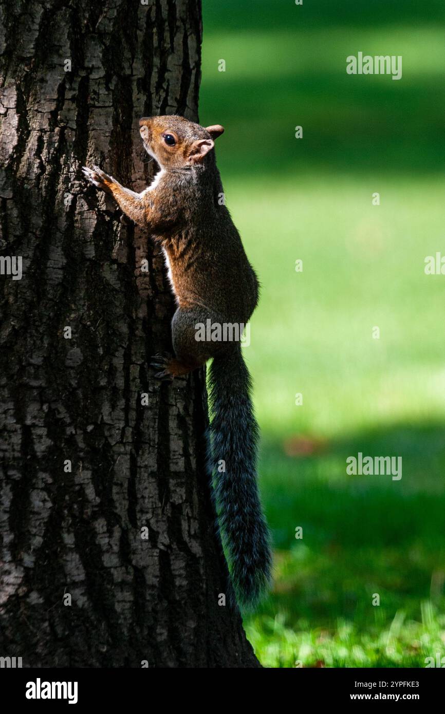 Squirrels are members of the family Sciuridae The squirrel family includes tree squirrels ...