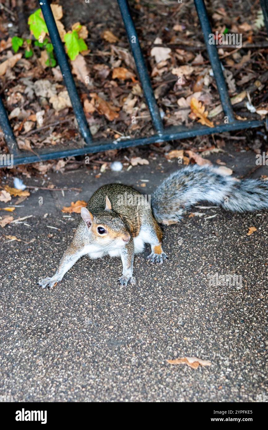 Squirrels are members of the family Sciuridae The squirrel family ...