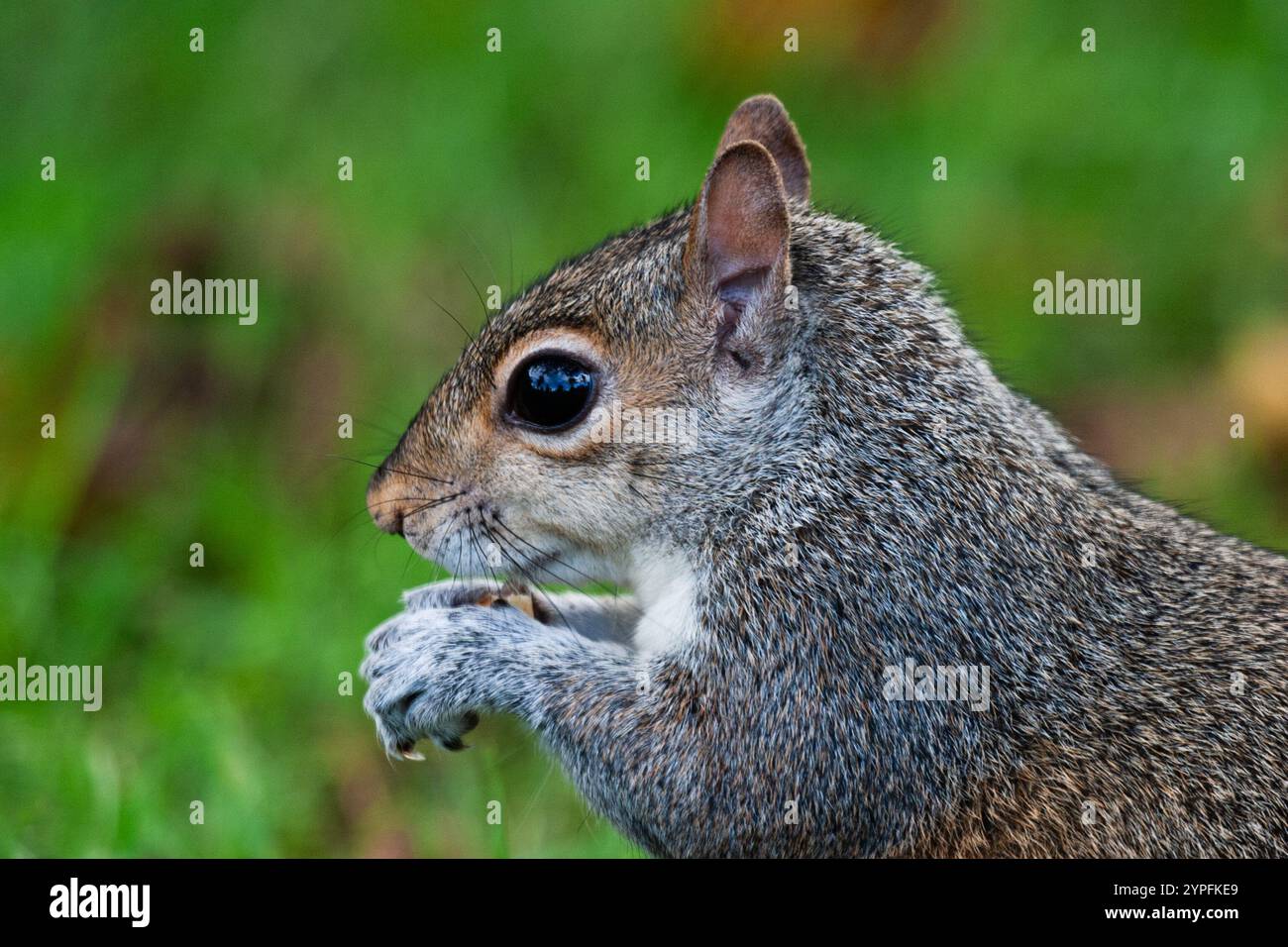 Squirrels are members of the family Sciuridae The squirrel family ...