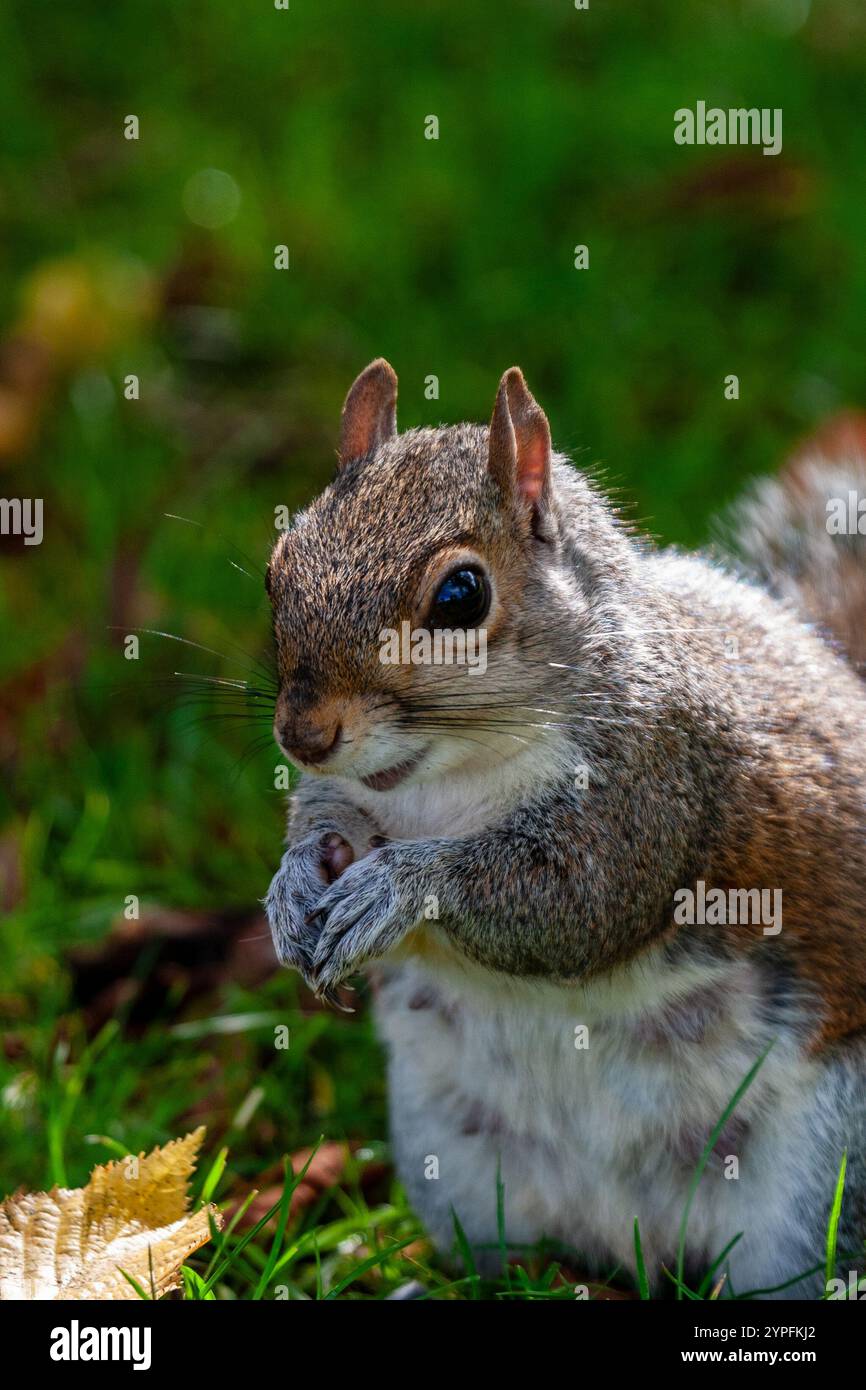 Squirrels are members of the family Sciuridae The squirrel family ...