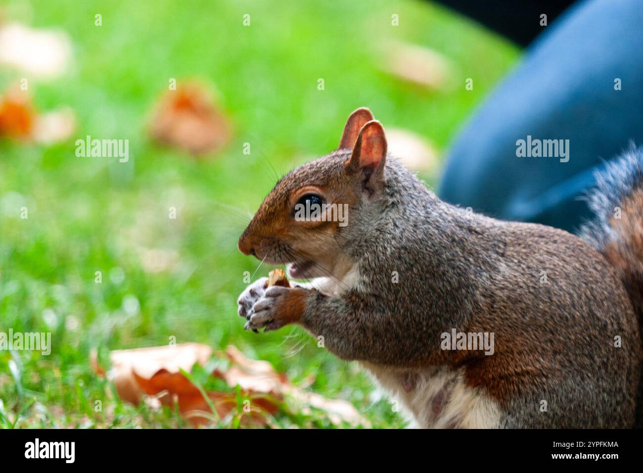 Squirrels are members of the family Sciuridae The squirrel family ...