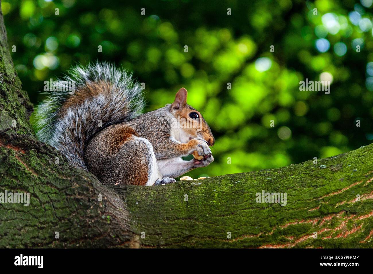 Squirrels are members of the family Sciuridae The squirrel family includes tree squirrels ...
