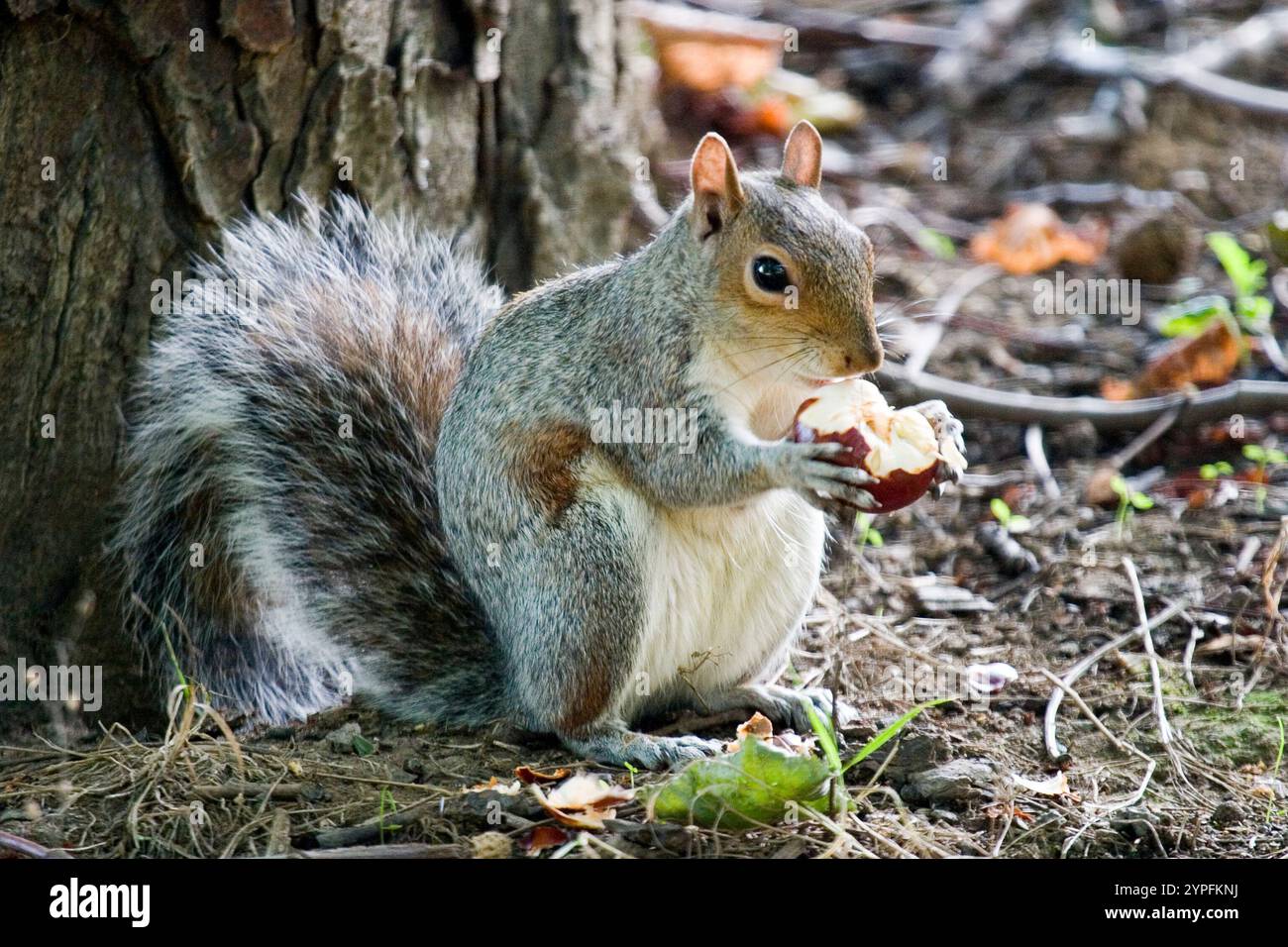Squirrels are members of the family Sciuridae The squirrel family ...