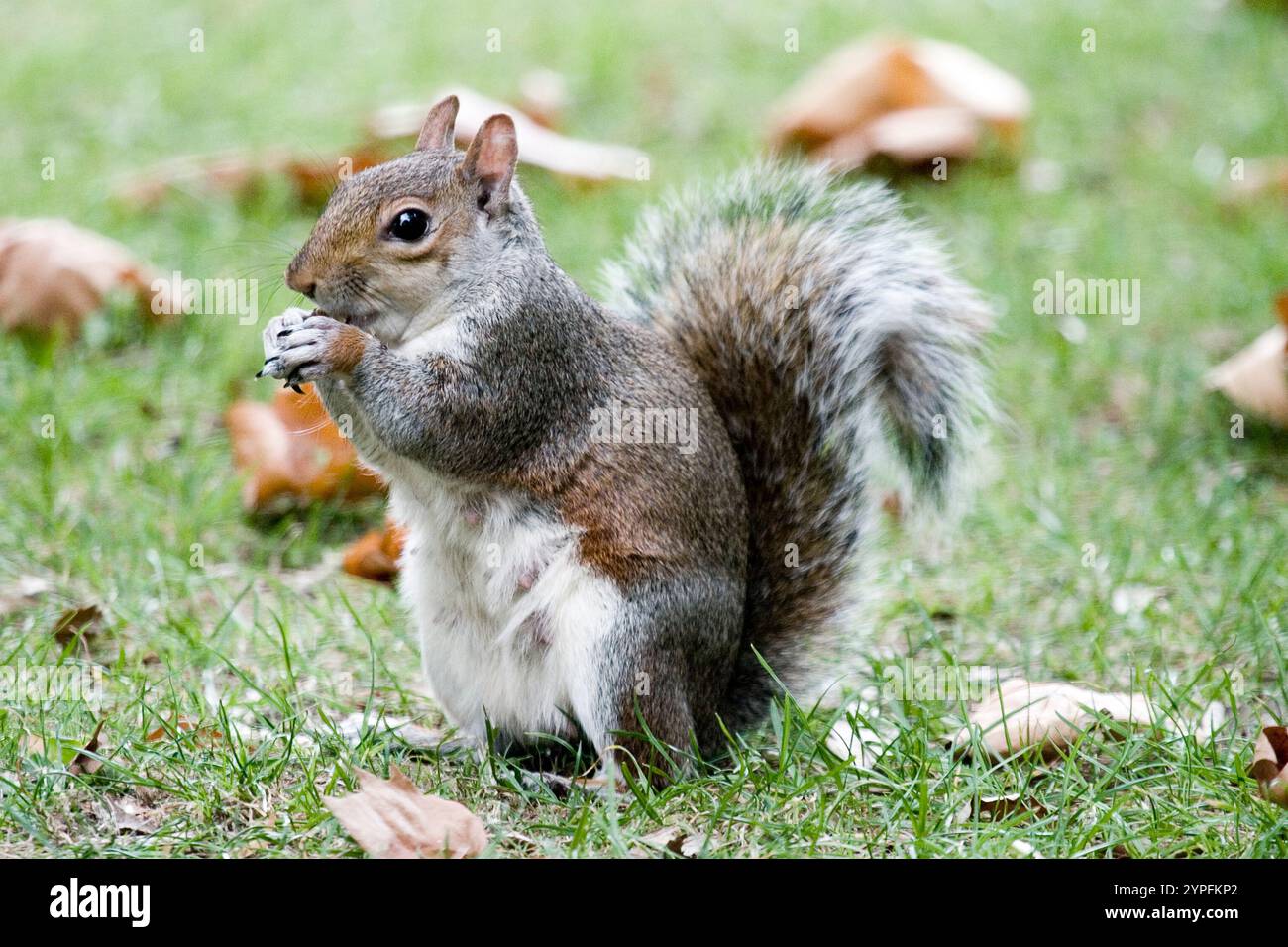 Squirrels are members of the family Sciuridae The squirrel family includes tree squirrels ...