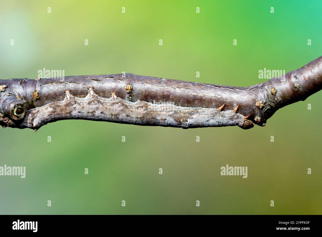 Green insect caterpillar worm hi-res stock photography and images - Alamy