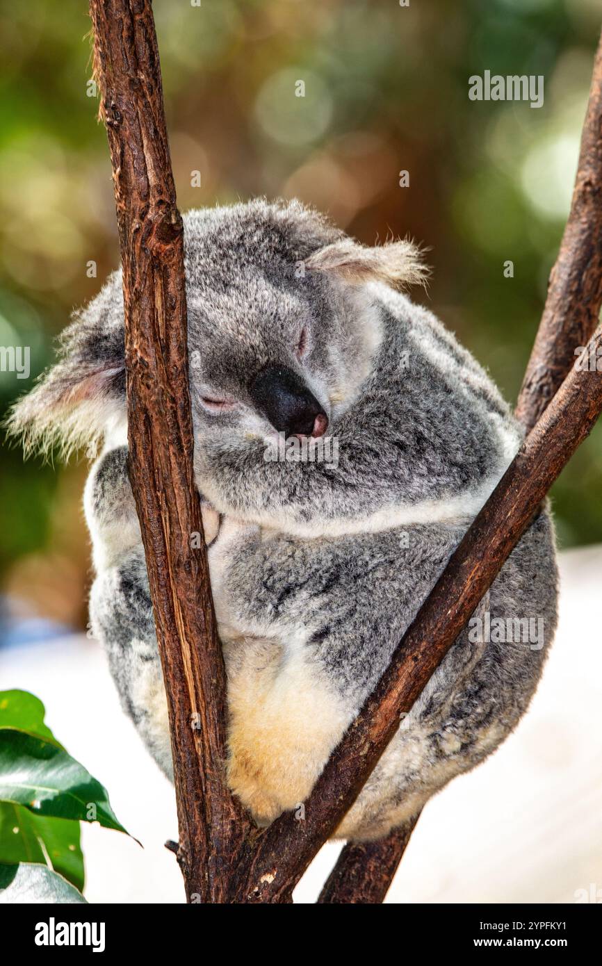 Australia koala marsupial hi-res stock photography and images - Alamy