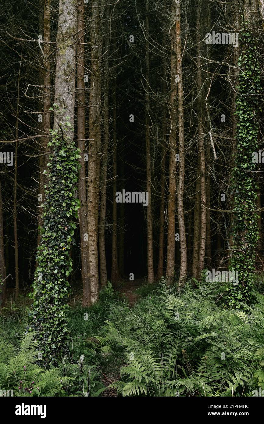 A path winds into a dark forest. Mostly straight, tall trees are shown ...