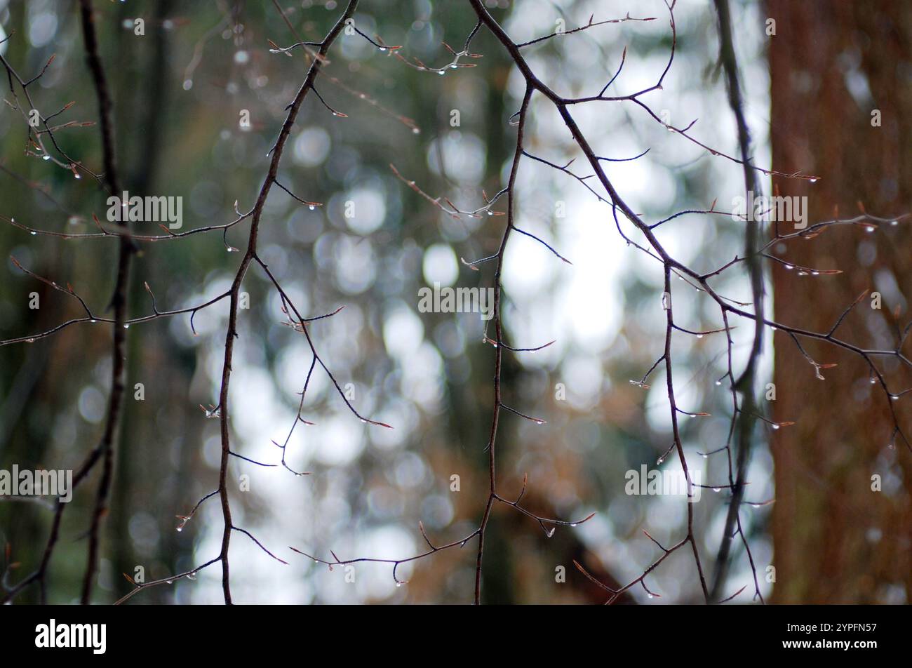 Tiny rain drops on brances of a tree Stock Photo - Alamy
