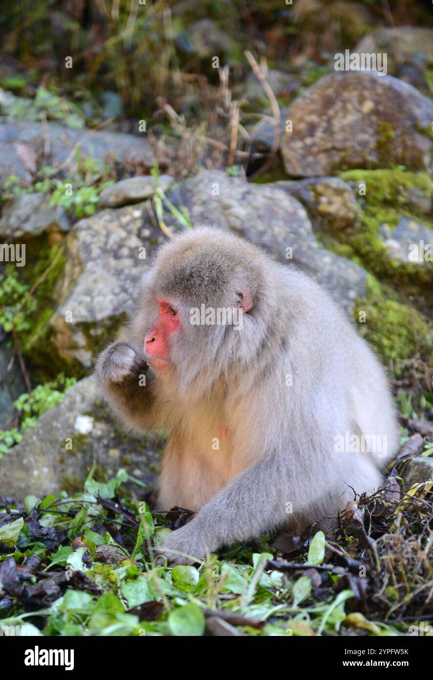A Japanese macaque at the onsen in Jigokudani, Nagano, Japan Stock ...