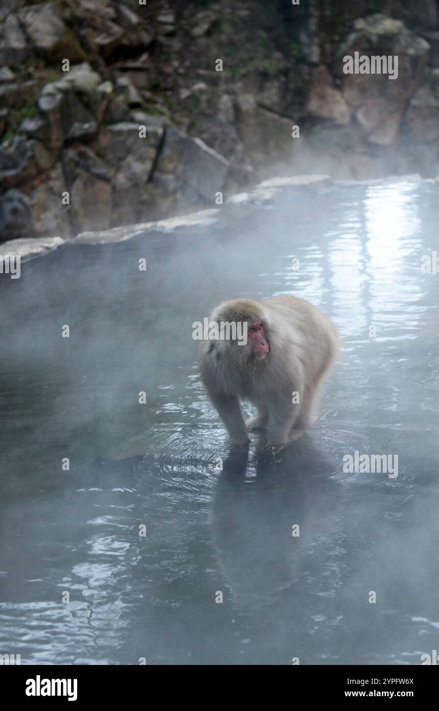 A Japanese macaque at the onsen in Jigokudani, Nagano, Japan Stock ...