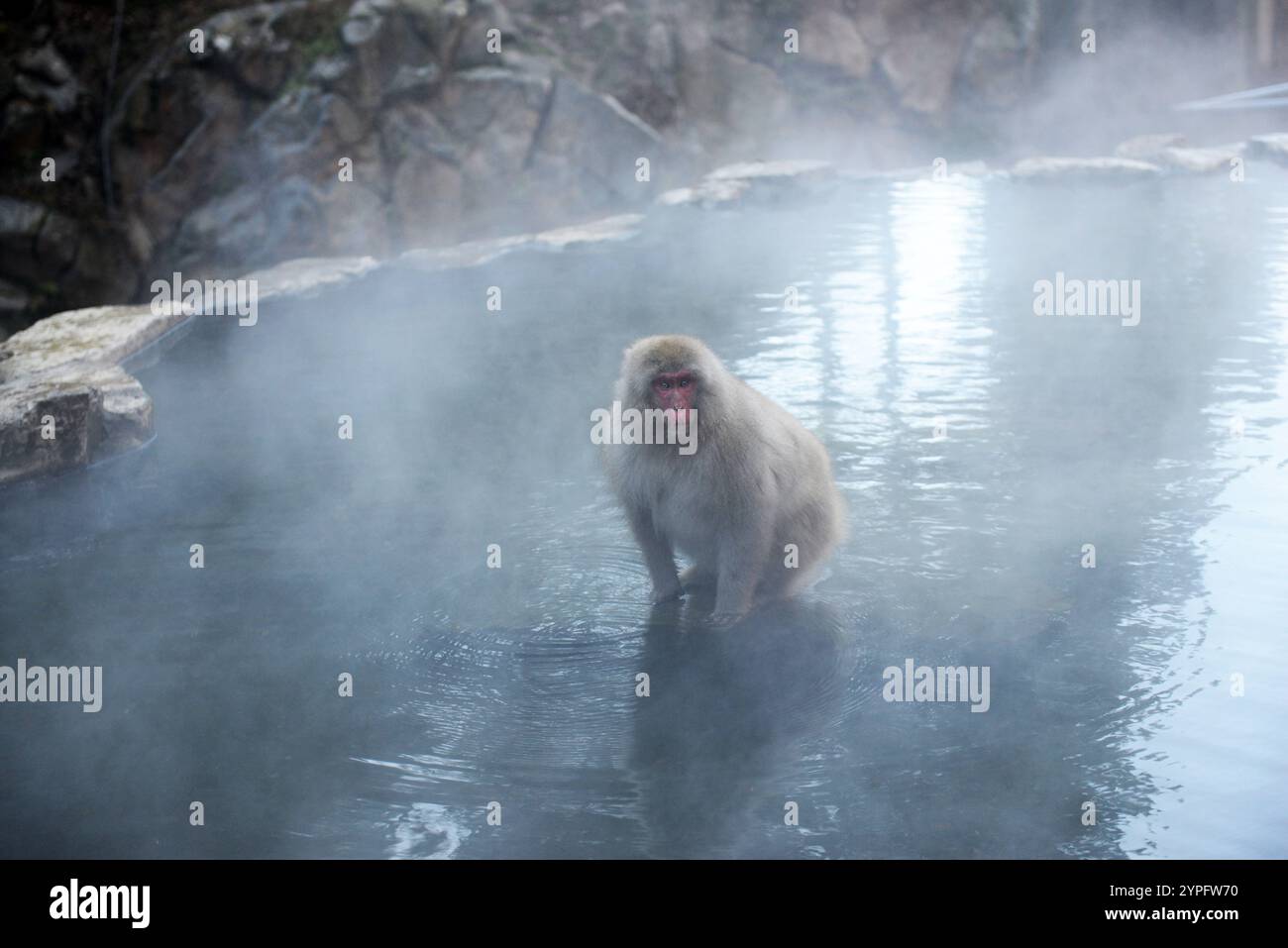 A Japanese macaque at the onsen in Jigokudani, Nagano, Japan Stock ...