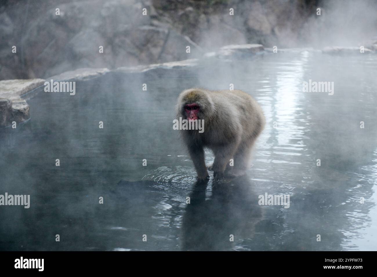 A Japanese macaque at the onsen in Jigokudani, Nagano, Japan Stock ...