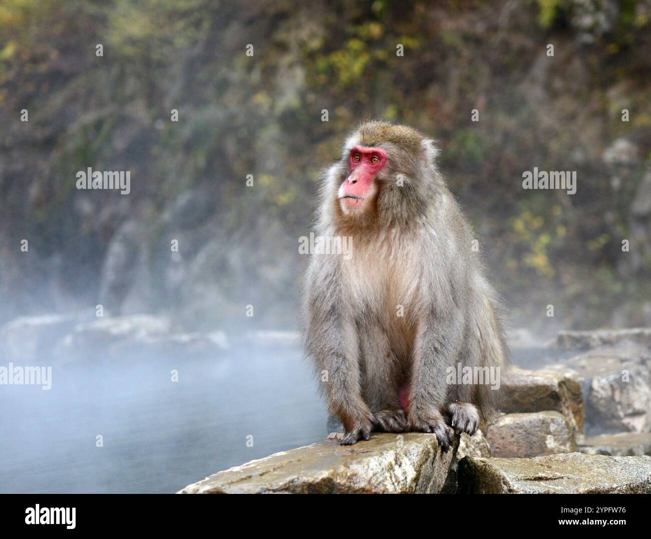 A Japanese macaque at the onsen in Jigokudani, Nagano, Japan Stock ...
