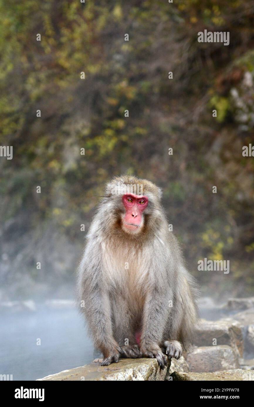 A Japanese macaque at the onsen in Jigokudani, Nagano, Japan Stock ...