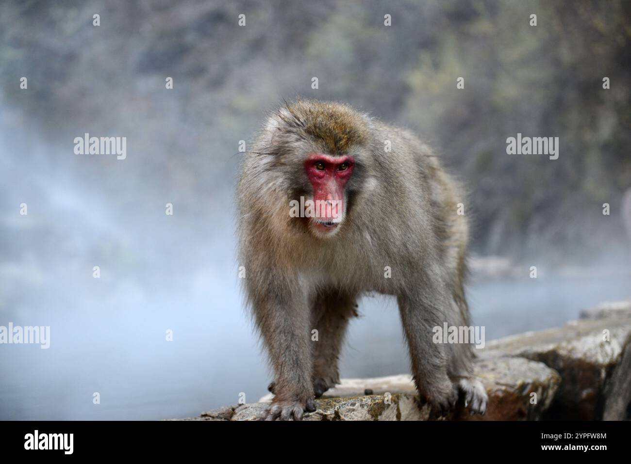 A Japanese macaque at the onsen in Jigokudani, Nagano, Japan Stock ...