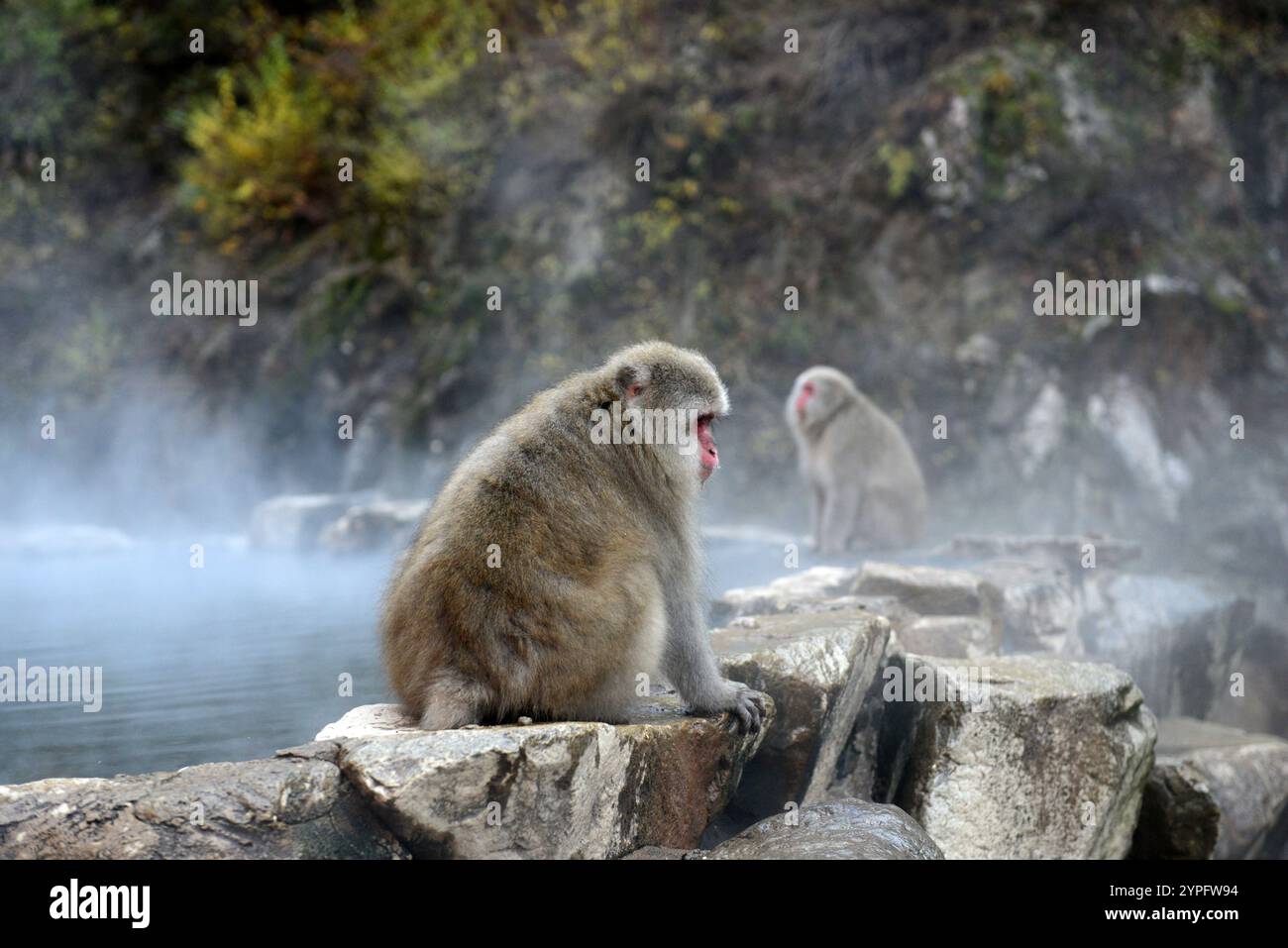 A Japanese macaque at the onsen in Jigokudani, Nagano, Japan Stock ...