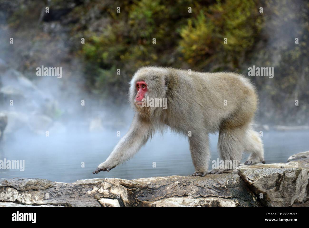 A Japanese macaque at the onsen in Jigokudani, Nagano, Japan Stock ...