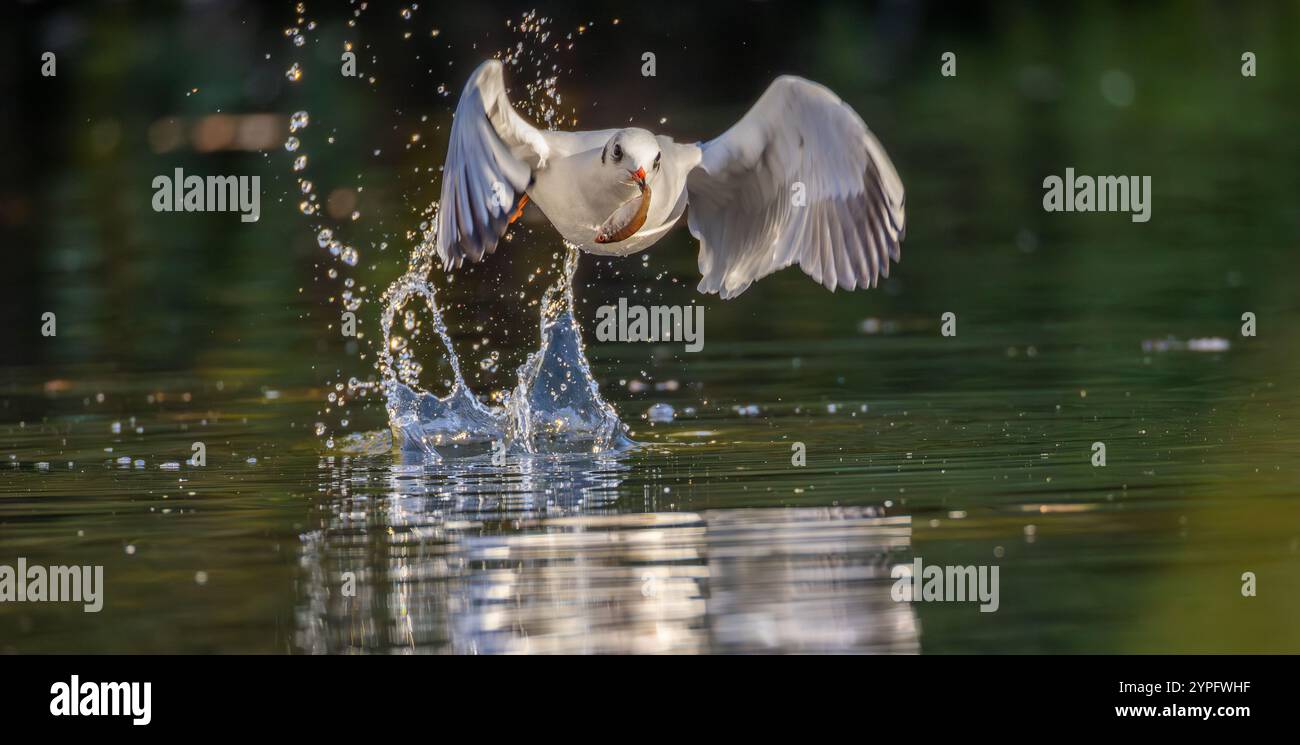 Black Headed Gull Stock Photo - Alamy