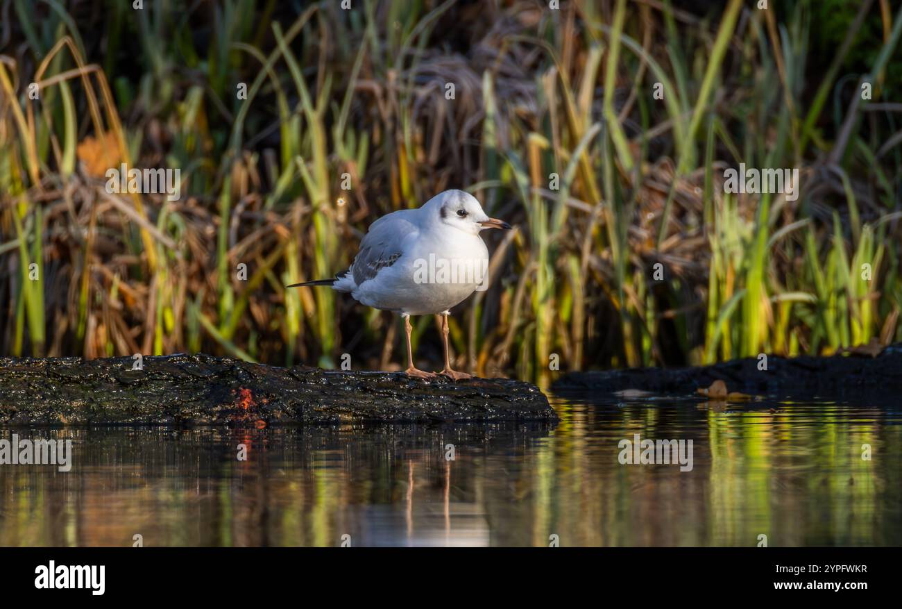 Black Headed Gull Stock Photo - Alamy