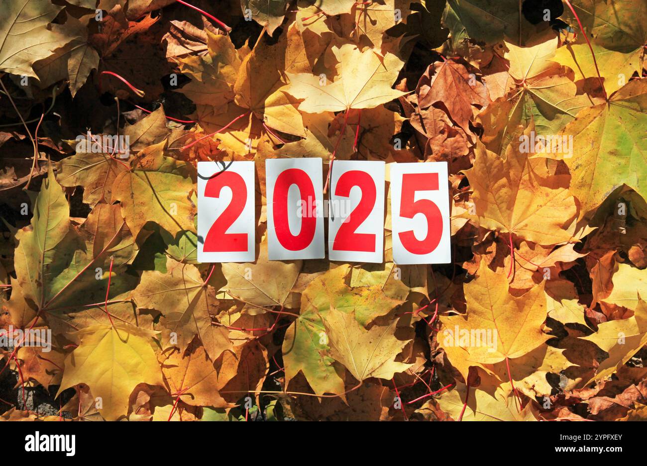 Numbers of 2025 year. Paper square numbers on the yellow maple leaves ...